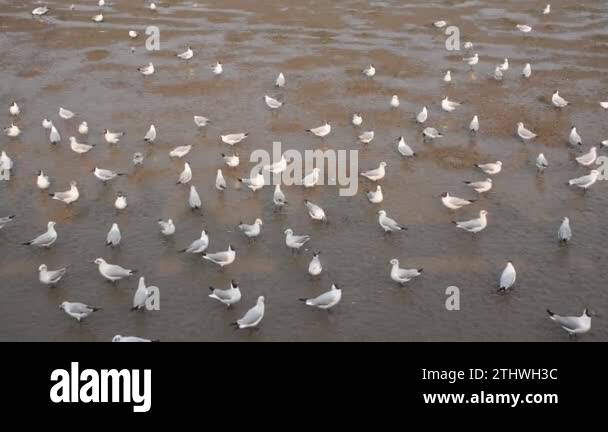 Seagull poo Stock Videos & Footage - HD and 4K Video Clips - Alamy