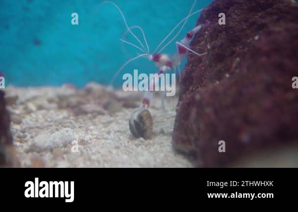 Snapping shrimp is catching a clam underwater ocean. Alpheus randalli ...