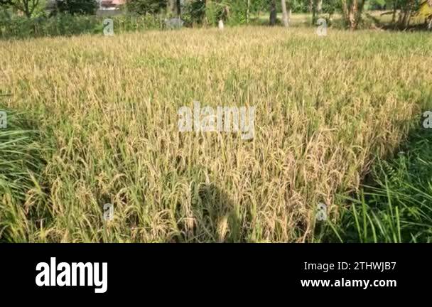 Rice plants in yellowed rice fields are ready for harvest, traditional ...