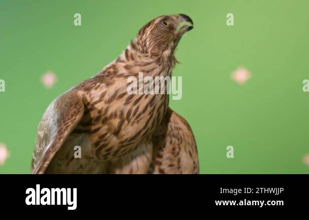 Trapped hawk in tied with locks paws carries small bird mail note to ...