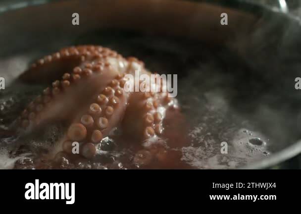 Fork of a professional trained chef holding a young octopus that is ...