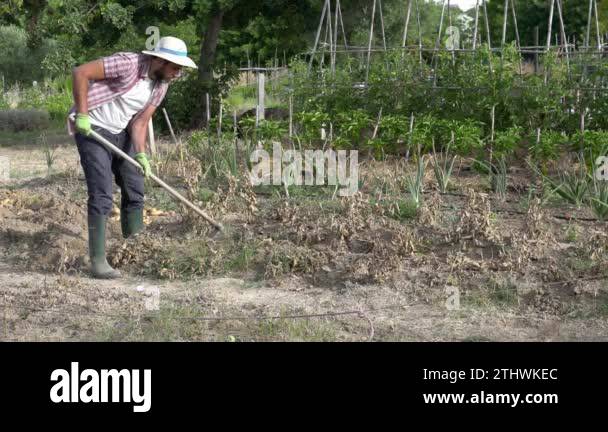 Hoeing potatoes Stock Videos & Footage - HD and 4K Video Clips - Alamy