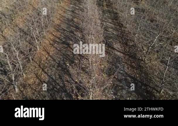 Drone view of dry apple orchard taken in autumn, dwarf fruit trees ...