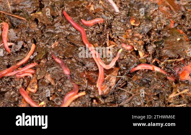 Common earthworms Stock Videos & Footage - HD and 4K Video Clips - Alamy