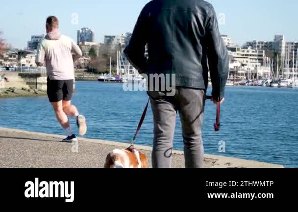 walk with dogs in park animal life run communicate dogs get to know ...