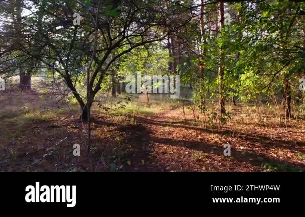 sunset in the forest. forest landscape with sunset. long shadows from trees. sun and tree ...