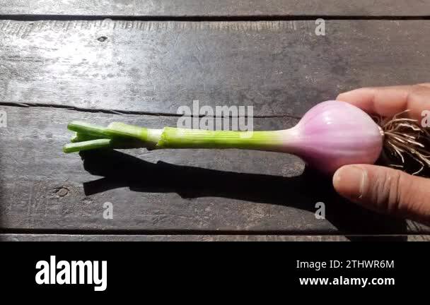 Spring or green onion. Green onion with leaves. It is a most popular ...
