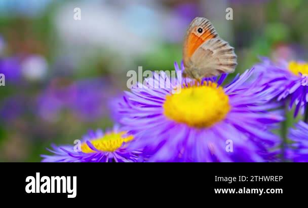 Insect gathering Stock Videos & Footage - HD and 4K Video Clips - Alamy