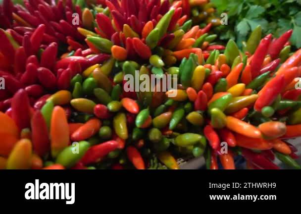 Chilli pepper capsicum annuum Stock Videos & Footage - HD and 4K Video ...