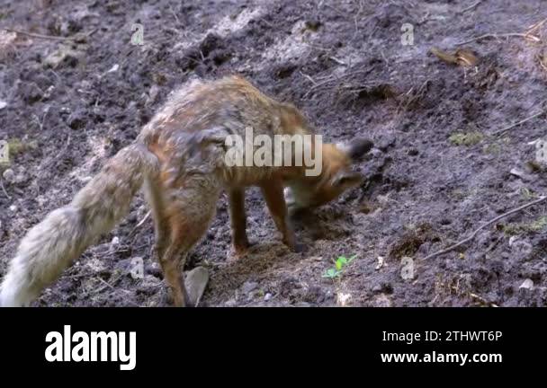 How animals bury the hunter Stock Videos & Footage - HD and 4K Video ...