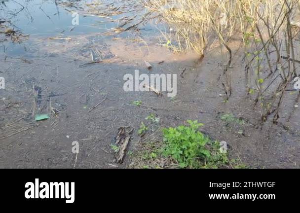 ecological problems. polluted water. flood. Ukraine. ecological ...