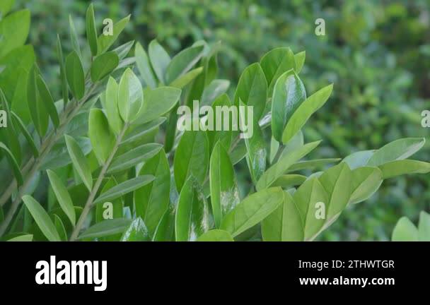 Tree leaf movement footage. Light wind blowing plant leaves in garden ...