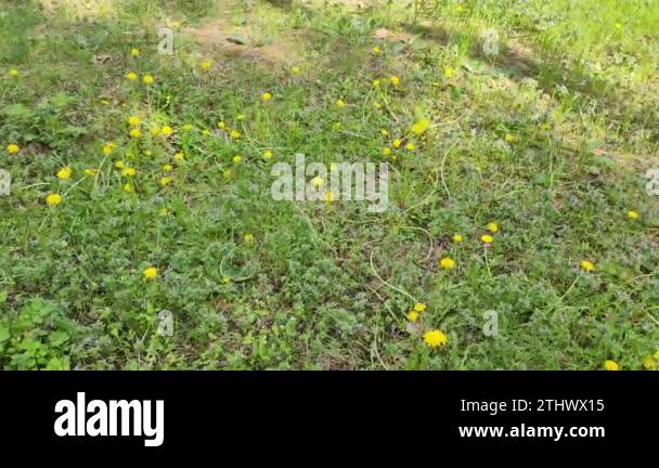 wildflowers. clearing with flowers in the forest. forest flowers.Fresh ...