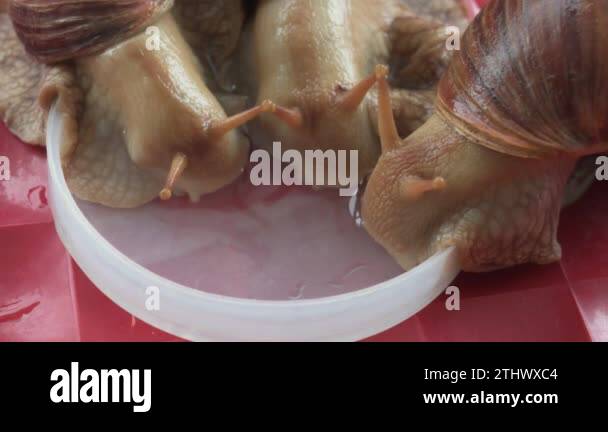 Three big snails (Lissachatina fulica) are drinking water from the lid ...