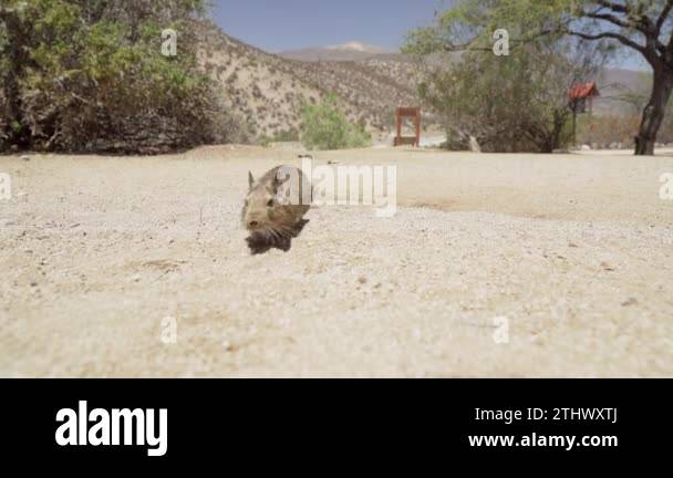 cute little Degus, Octodon, rodents native to South America. Group of ...