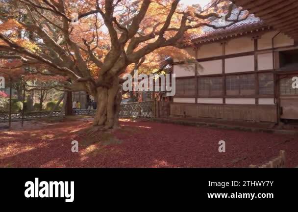 November 15,2022.Fukuoka,Japan. view of Giant ancient maple tree in ...