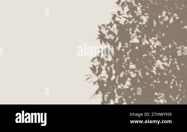 Shadow of wind in the tree leaves on the wall loopable background. 3d ...