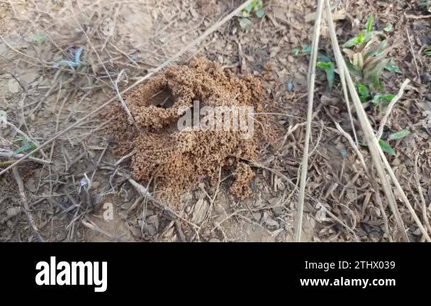 Colony of ants. Ants are making their home and Digging the soil from ...