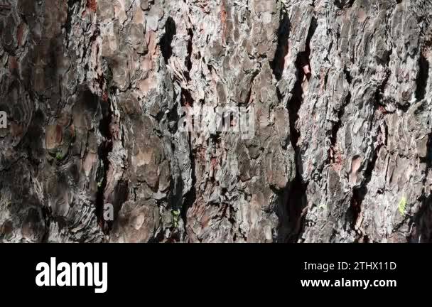 Aging gray-brown plated scaly furrowed ridge bark of Sweetresin Pine ...