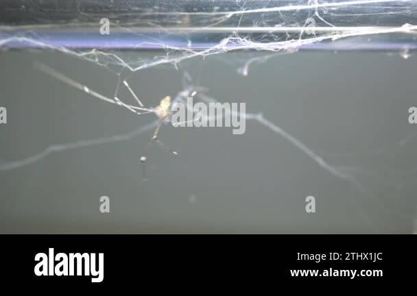 Spider on the many spider webs in the old house Stock Video Footage - Alamy