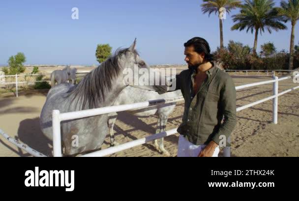 a man patting on the head of a horse. a man is petting a white horse in ...