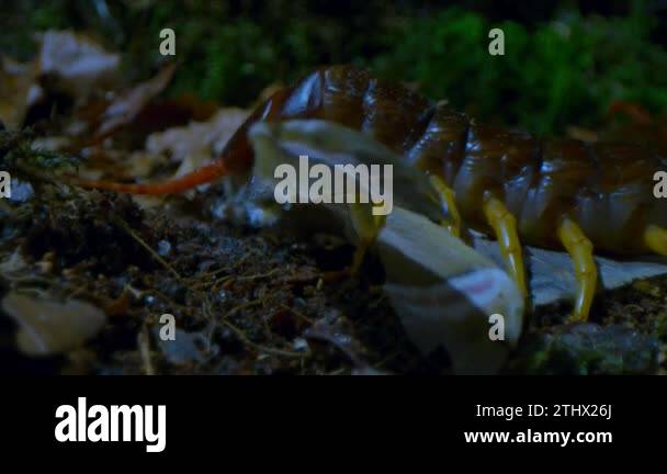 Eating moth Stock Videos & Footage - HD and 4K Video Clips - Alamy