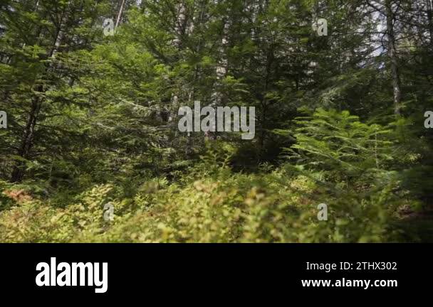 Spruce conifer trees, ferns and other growths, plants, trunks of woods ...