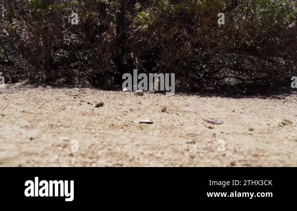 slow motion of cute little Degus, Octodon, rodents native to South ...