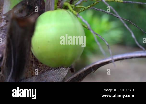 coconut tree, Cocos nucifera is a member of the palm tree family ...