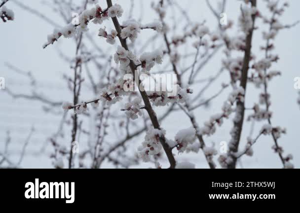 Apple tree blossom in garden under last early spring snow. Cold ...