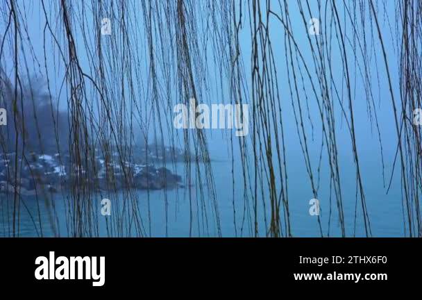 Foggy Lake scene with branches of weeping willow swinging in the wind ...