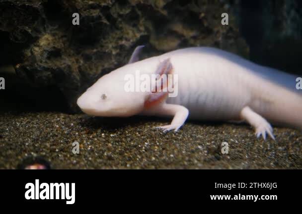 Axolotl, Mexican walking fish, salamander, tiger salamander. A pink ...