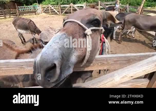 Domestic donkey, ass. Many donkeys standing in paddock at donkey farm ...