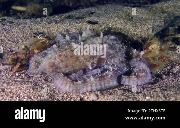 Undersea life: Common octopus (Octopus vulgaris) realizing that its ...