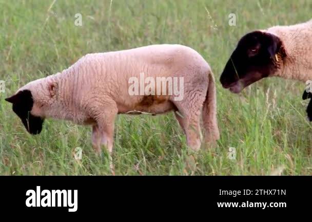 Little lamb with black head and attentive mother sheep caring for the grazing sheep in organic ...