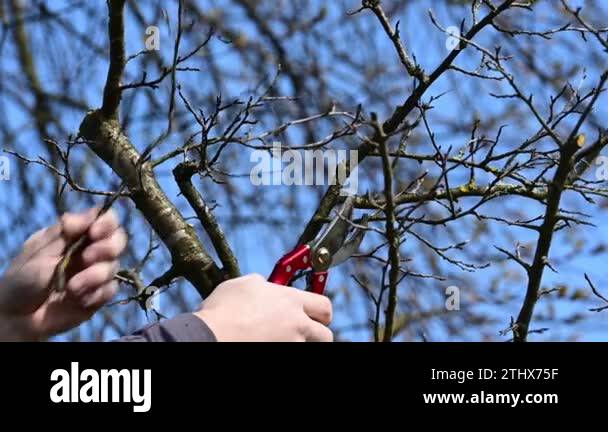 Spring formative pruning of a tree and the formation of a tree crown ...