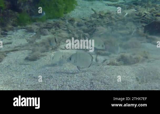 A flock of Annular seabream (Diplodus annularis) feeds on the sandy ...