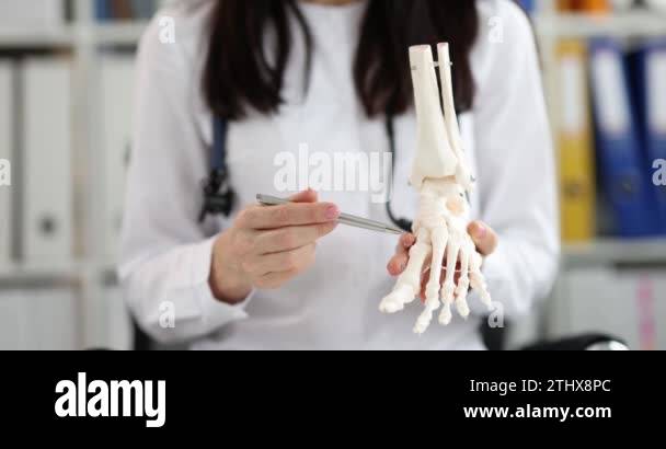 Orthopedic doctor looks at fake ankle bone anatomy. Doctor analyze ...