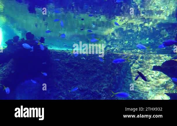 beautiful fish oceanarium, deep underwater world, various types of ...