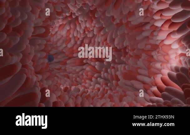 Intestinal tract Stock Videos & Footage - HD and 4K Video Clips - Alamy