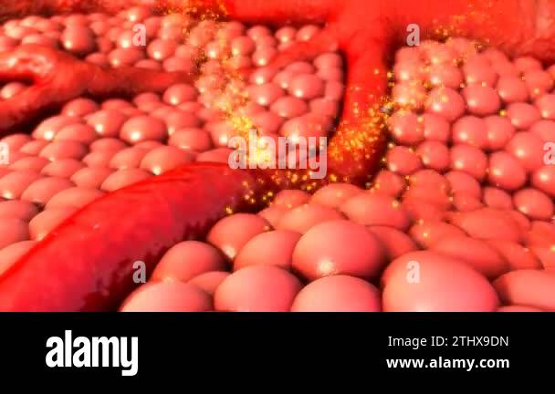 Blood anatomy Stock Videos & Footage - HD and 4K Video Clips - Alamy