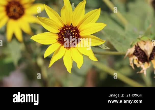 Sunflower helianthus annuus flowering Stock Videos & Footage - HD and ...