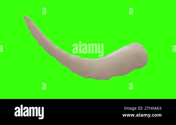 Bone trumpet Stock Videos & Footage - HD and 4K Video Clips - Alamy