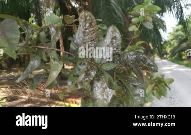 white fuzzy parasite infesting the guava leaves Stock Video Footage - Alamy