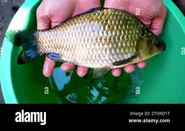 Bass fish fishing caught hold Stock Videos & Footage - HD and 4K Video ...