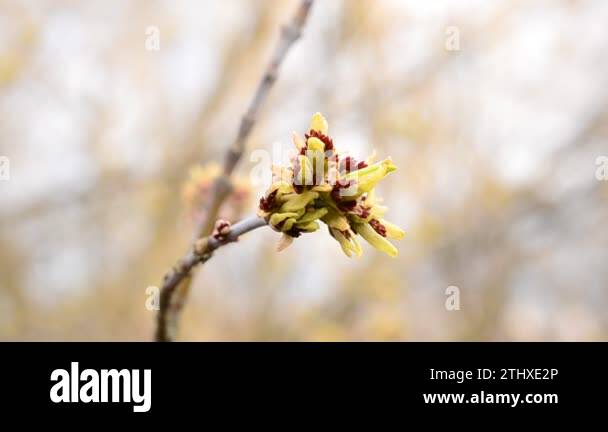 Black ash tree bud Stock Videos & Footage - HD and 4K Video Clips - Alamy