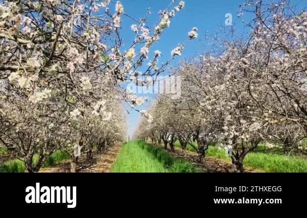 Fresh almond on tree Stock Videos & Footage - HD and 4K Video Clips - Alamy