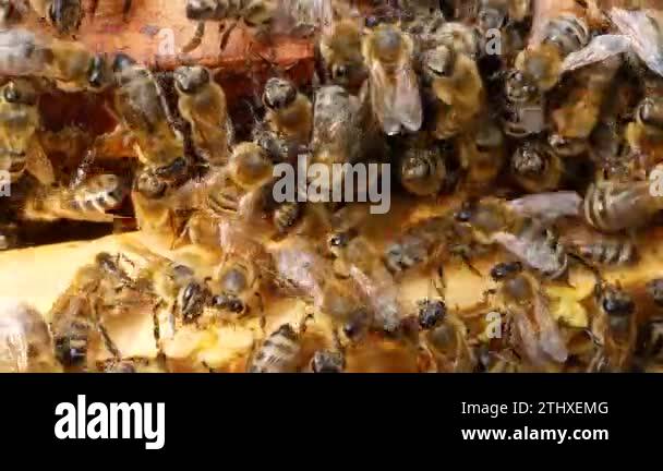 Many bees crawl on a wooden frame with wax and honey inside a beehive ...