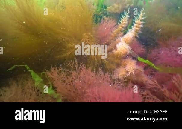 Colonies of Bell Hydroid (Obelia dichotoma) among seaweed at the bottom ...