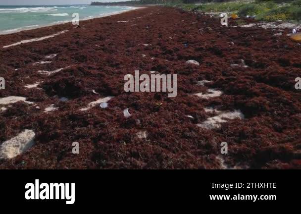 Plastic Waste Littered on a Beach Caused by Dumping of Plastics in the ...